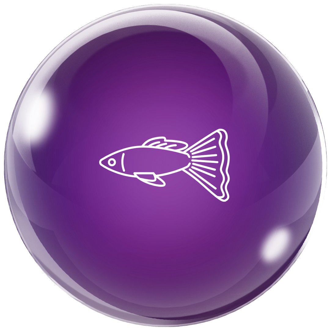 Freshwatter Fish with Attitude – Little Fish Aquatics