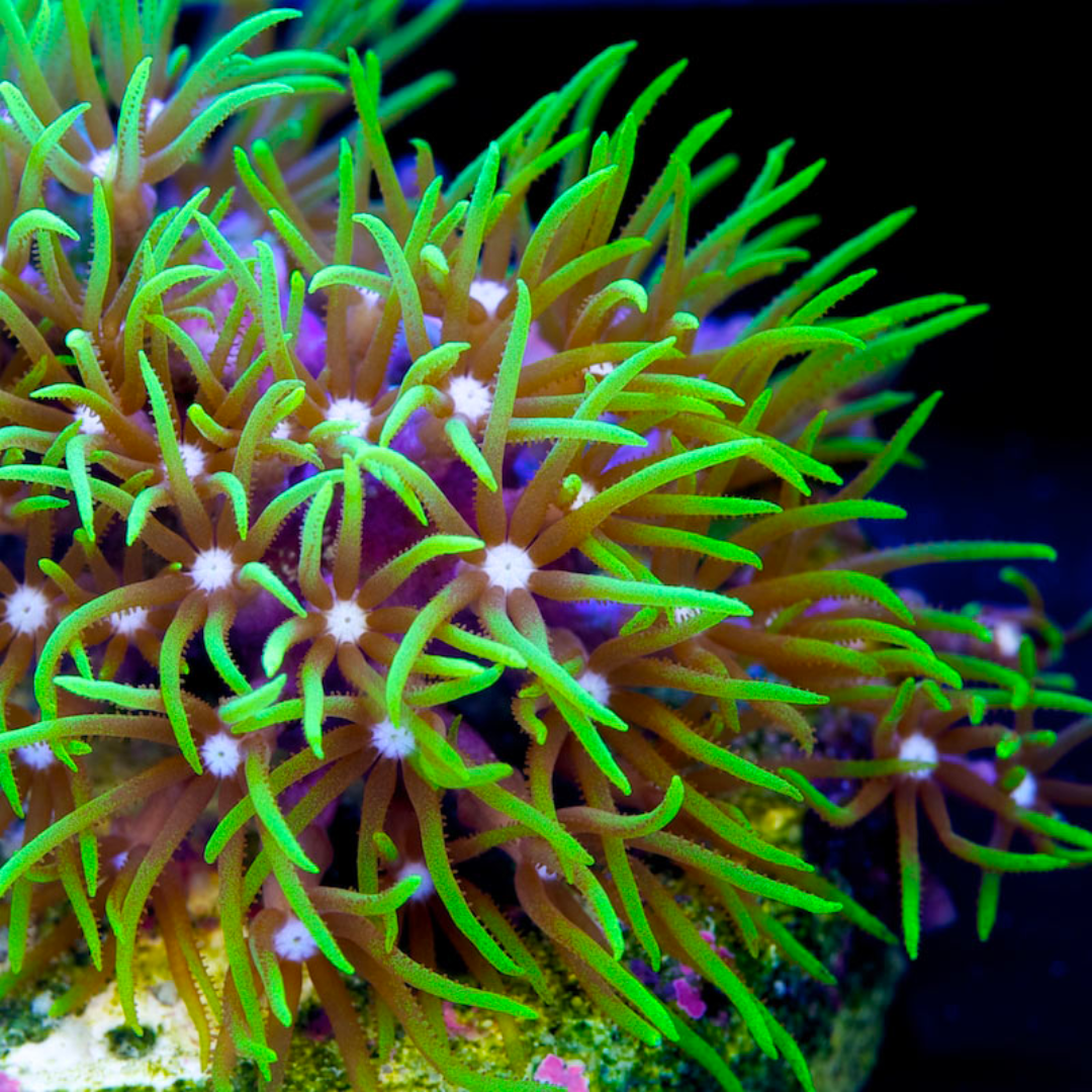 Green Star Polyp - Marine Soft Coral – Little Fish Aquatics