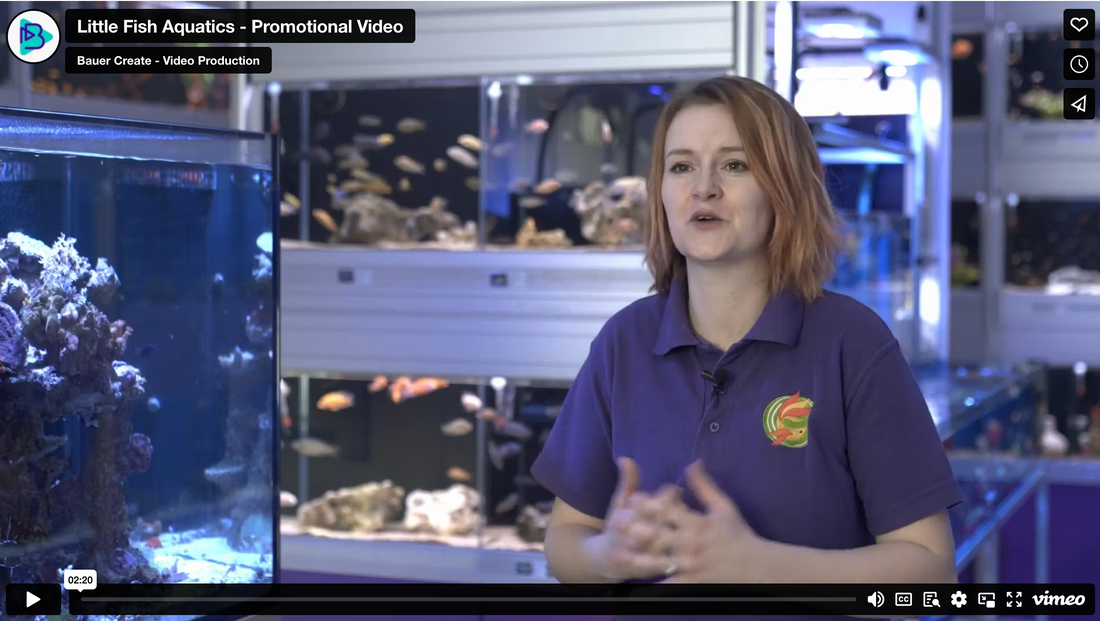 Little Fish Aquatics